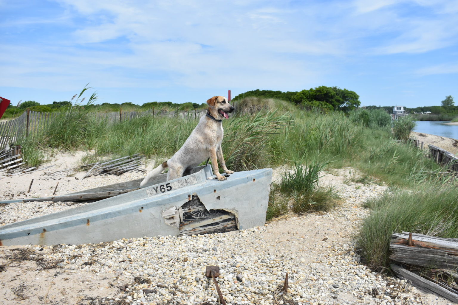 Mud Creek Dog Park The Tail Guide mud-creek-dog-park-the-tail-guide